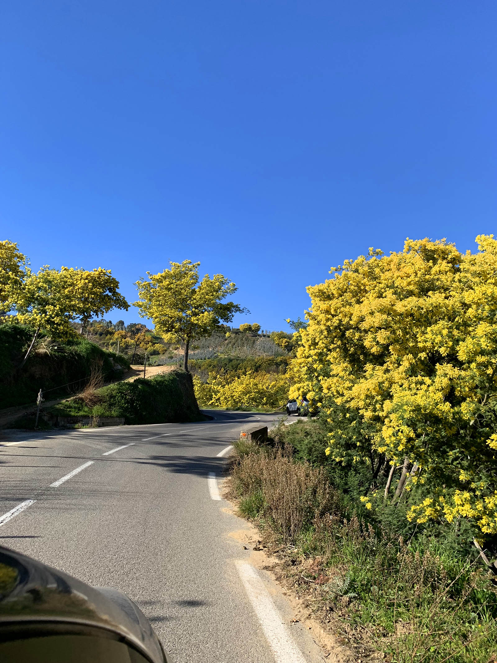 Ma balade sur la route du Mimosa à Tanneron