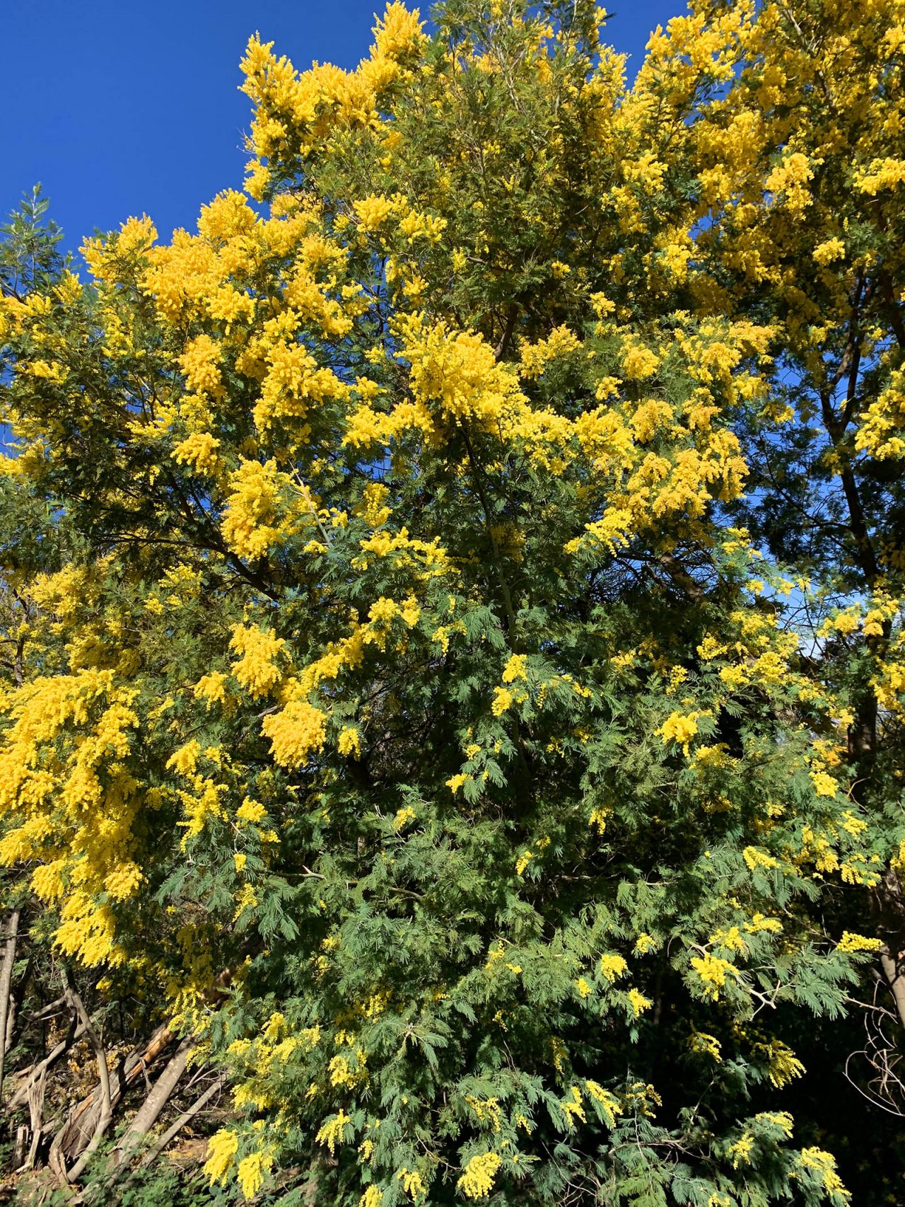 Ma balade sur la route du Mimosa à Tanneron
